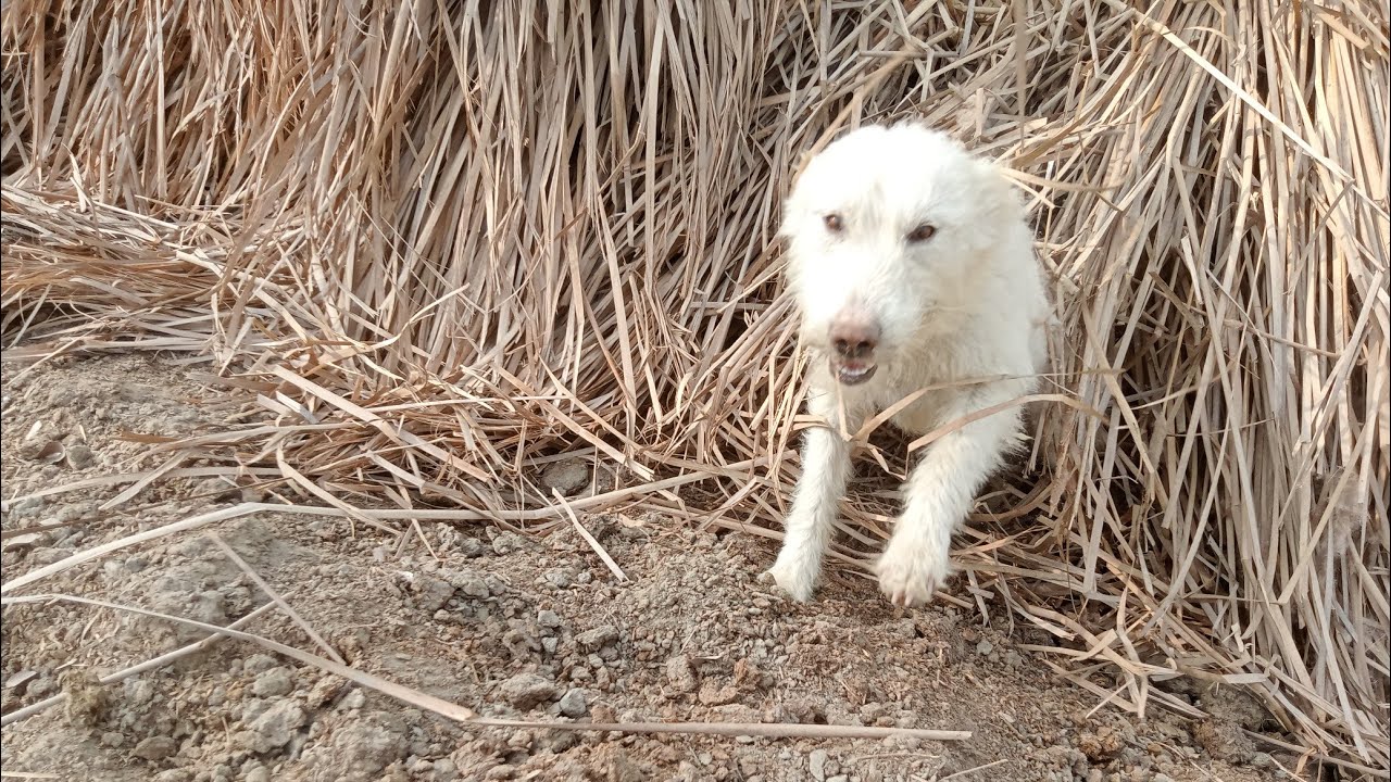 beautiful dog /dog coming out of the house - YouTube