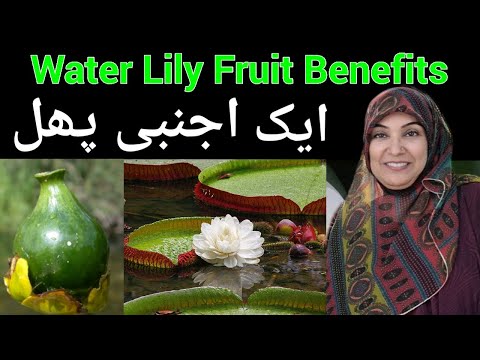Water Lily Fruit Benefits in hindi urdu | Puffed Snowball | water plant | Lotus Fruit | @nabilamunaf