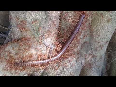 Asian Weaver Ants take on a Giant Millipede