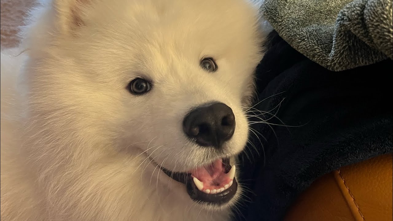 Weekend walk with baby samoyed | Floof style 🐻‍ ️ มาเดินเล่นกันค้าบ ...