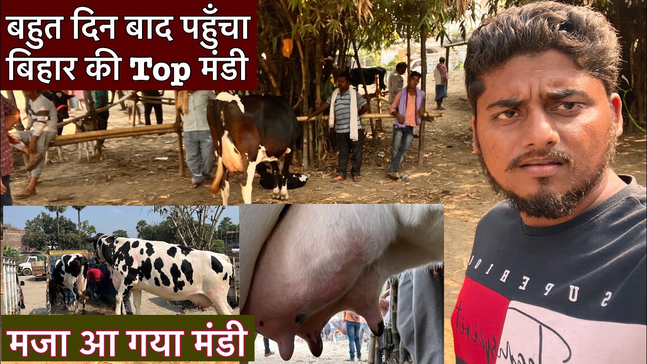 बहुत दिन बाद पहुँचा बिहार की Top मंडी Top mandi bihar cow Buffalo ...