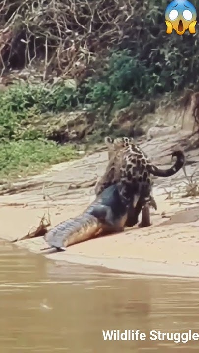 Jaguar Attacks Caiman Crocodile 🐊 and pushing outside #shorts #wildlife ...
