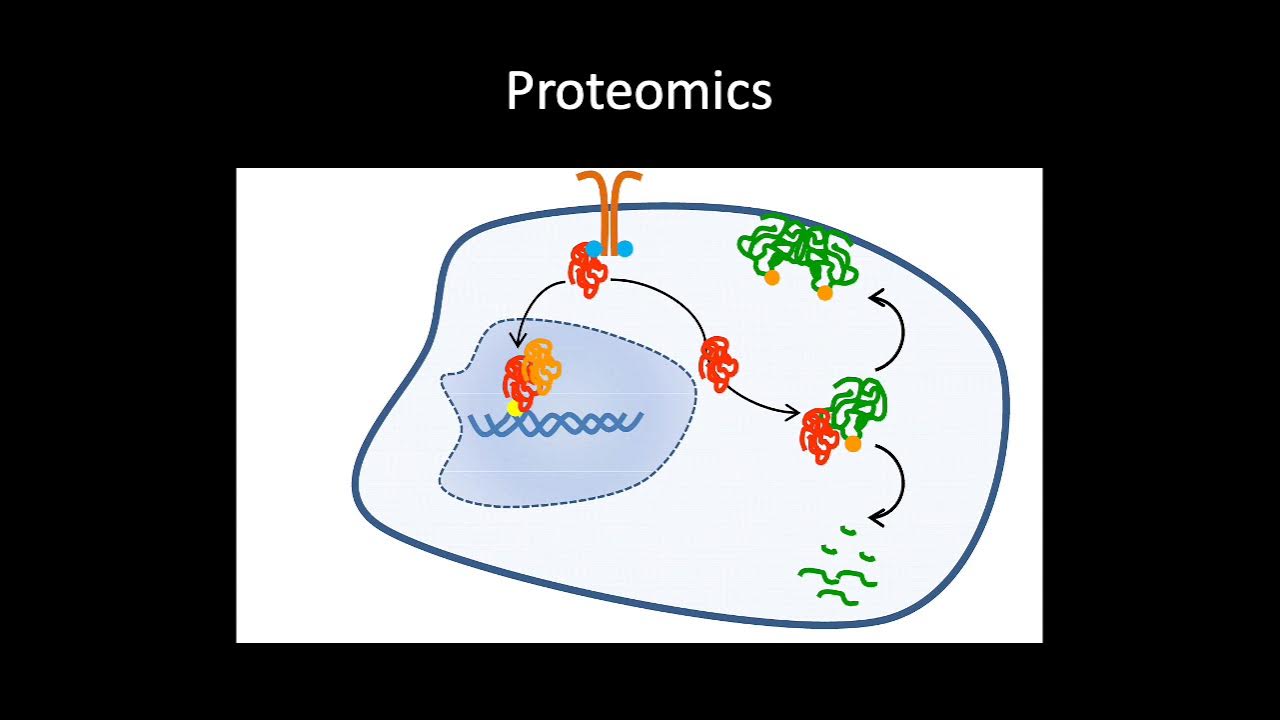 Genomics, transcriptomics and proteomics - YouTube