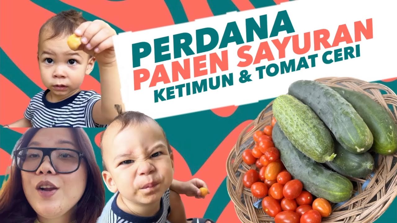 PERDANA PANEN TIMUN & TOMAT CERI 🍅 - YouTube