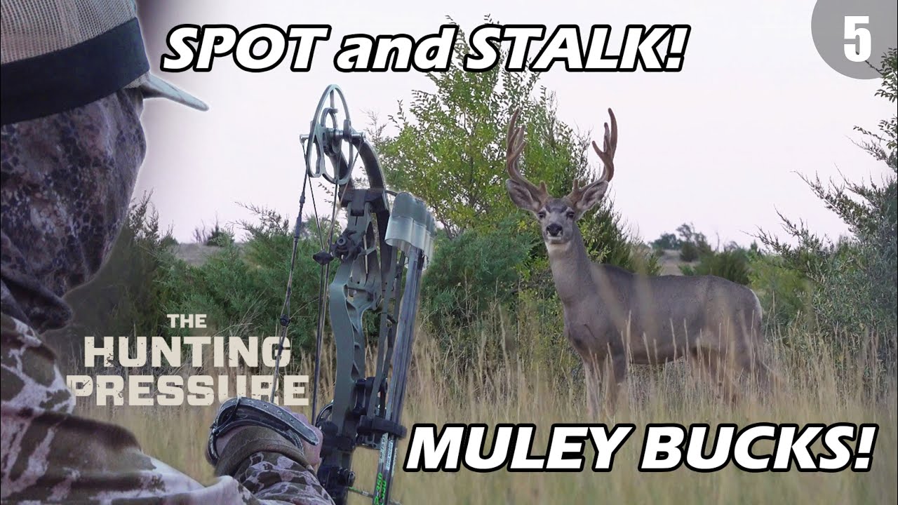 SPOT AND STALK BOWHUNTING BIG MULEYS-Nebraska Open Country - YouTube