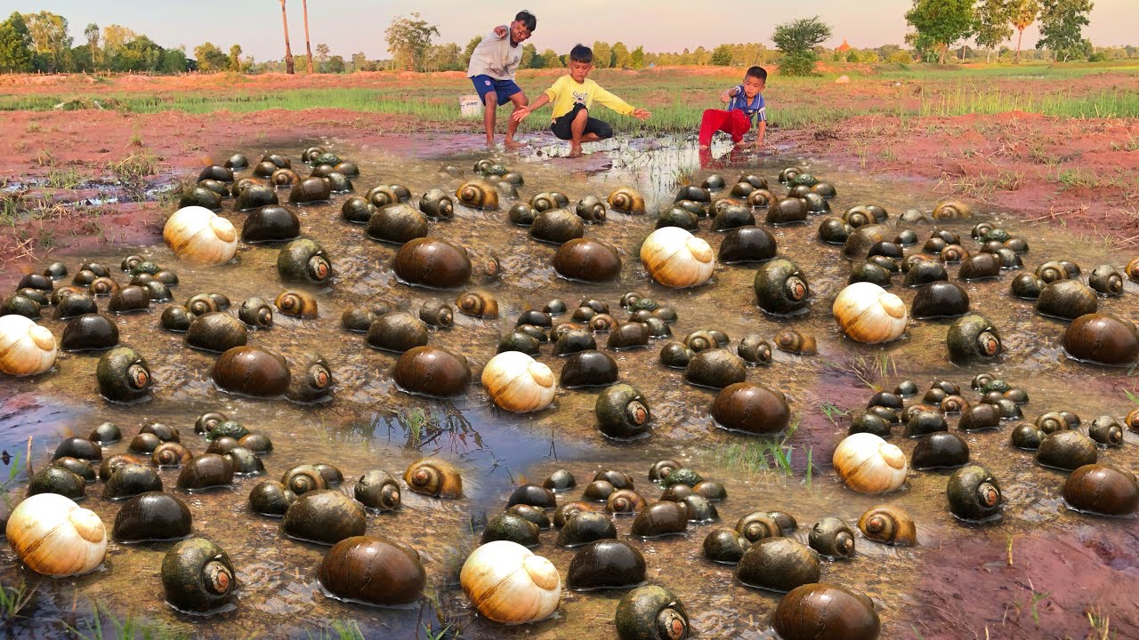Wow amazing three brothers seaching food and picks many snails, crabs ...