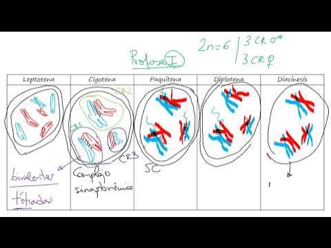 Meiosis de 2n=6 - YouTube