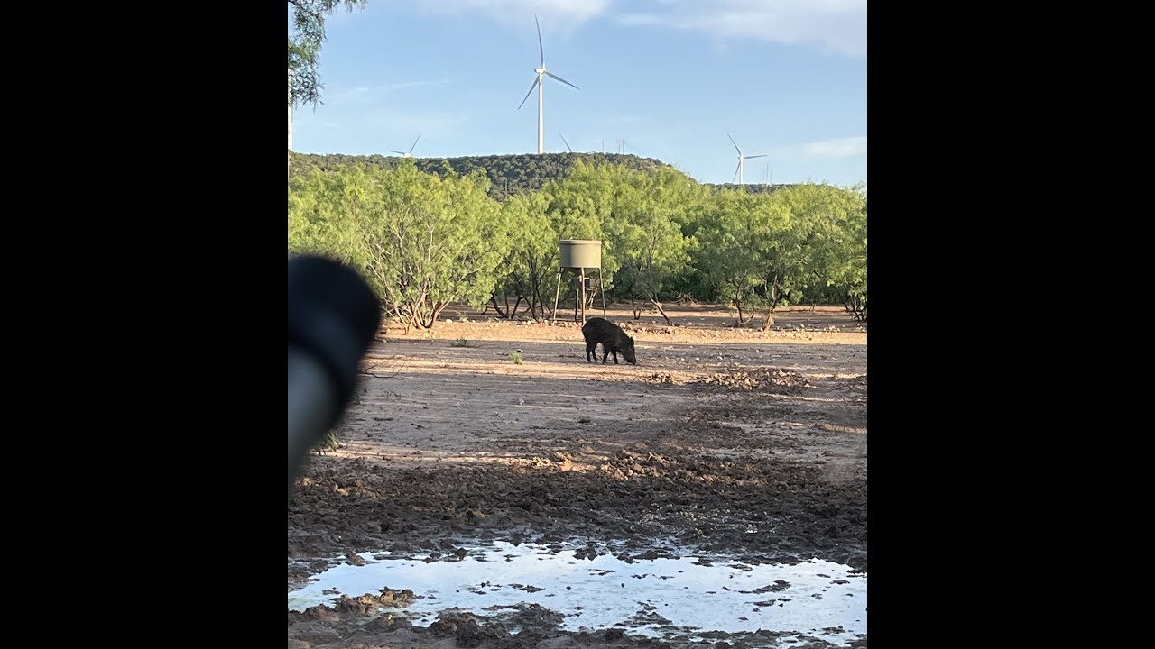 Hog hunt at Dos Plumas Ranch - YouTube