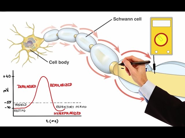 Depolarization And Repolarization Of A Neuron