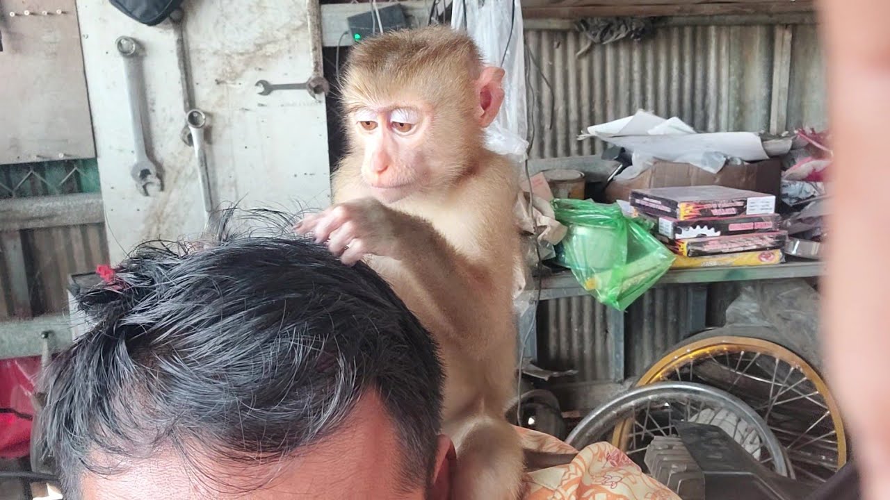 Monkey Yaya is really smart and knows how to find lice for Dad - YouTube