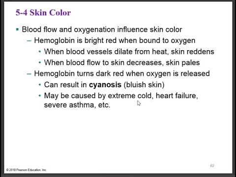 29 Skin Color and Vitamin D Formation - YouTube