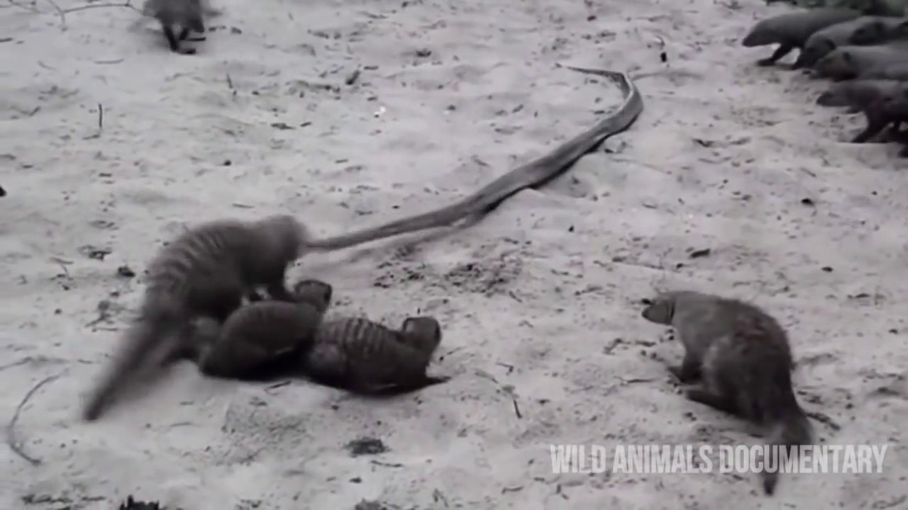 Cobra vs Birds fight Cobra Fight with Peacock,Mongoose,Birds - YouTube