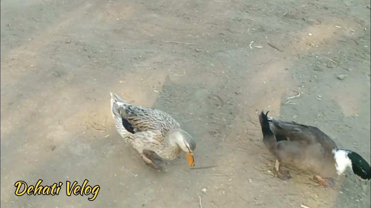 Dehati Velog,cholistan, village life in pakistan, village life, village life pakistan, pakistan ...