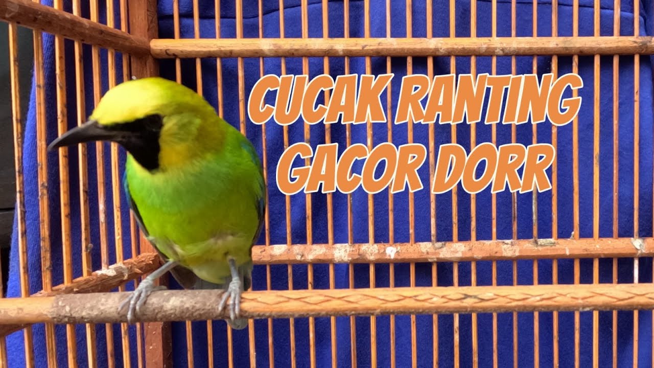 Masteran Cucak Ijo Kepala Kuning Gacor Isian Mewah, Isian Materi Lomba ...