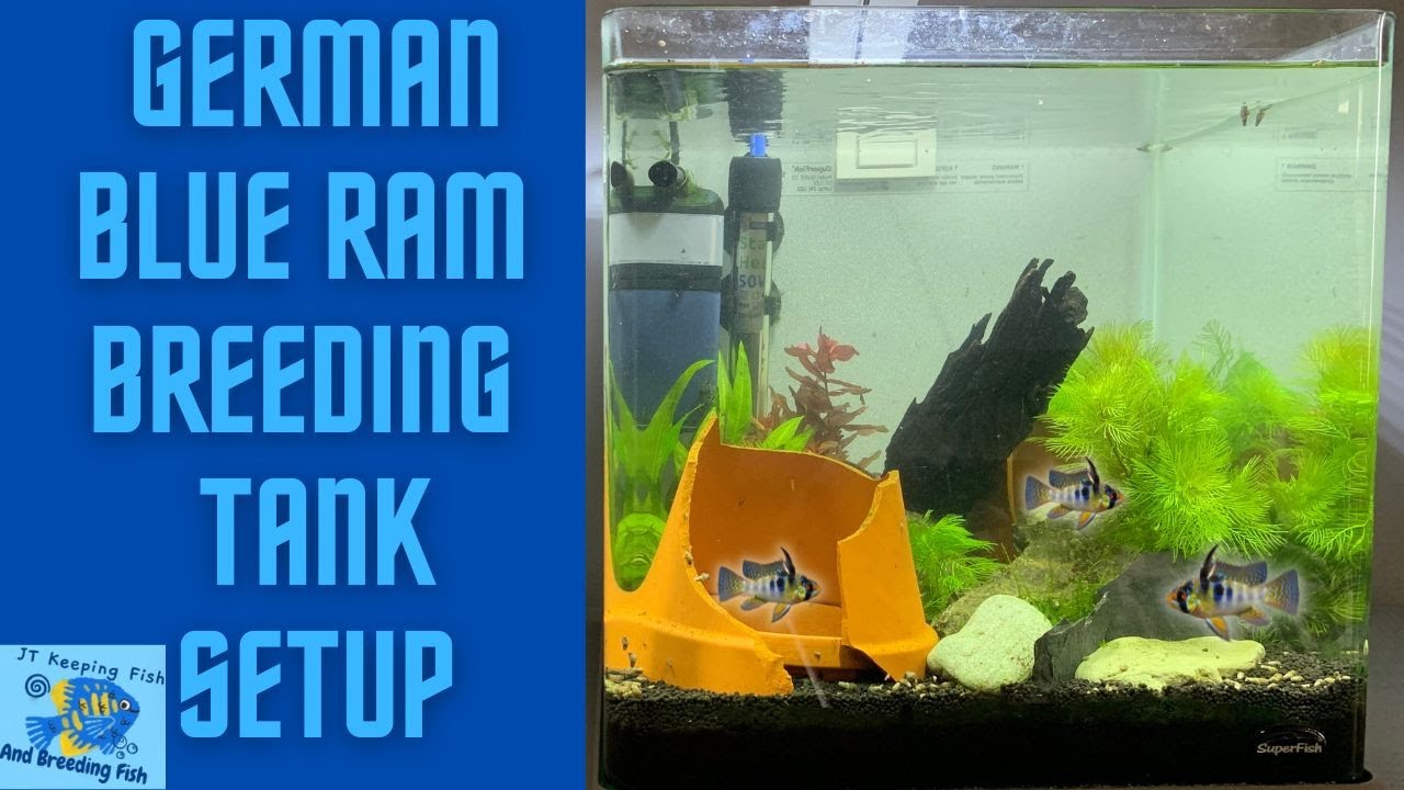Setting up a new breeding tank for my German Blue Rams! - YouTube