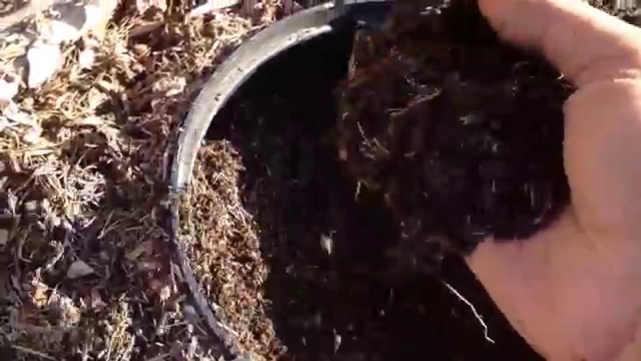 #4-earthworm casting in valve cover worm bin box - YouTube