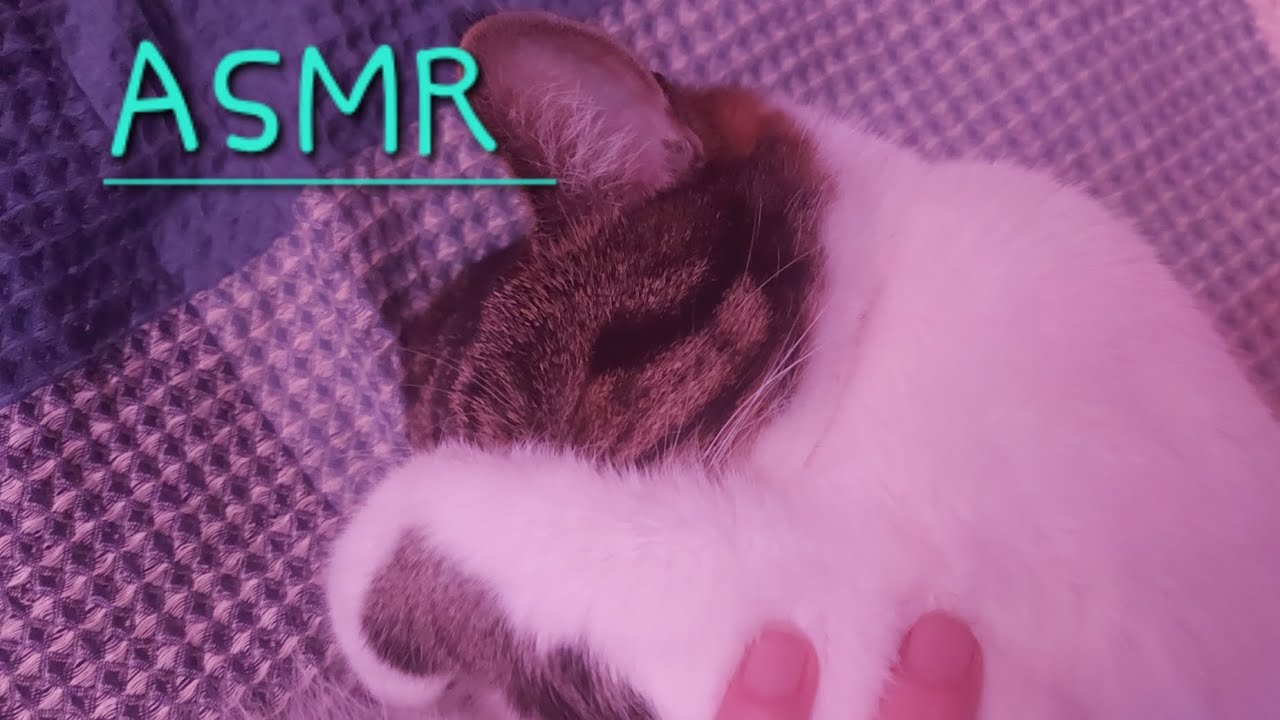 ASMR| 100 SUBSCRIBER SPECIAL | CAT ASMR | PURRING | TAPPING | MOUTH ...