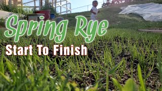 How To Grow New Perennial Rye Grass From Seed In The Spring