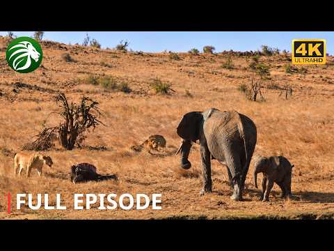 SERENGETI | The Last Water |  An Elephant Family’s Fight for Survival | FULL DOCUMENTARY