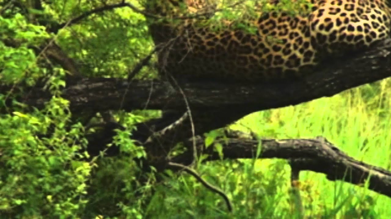 Leopard and Monkey - YouTube