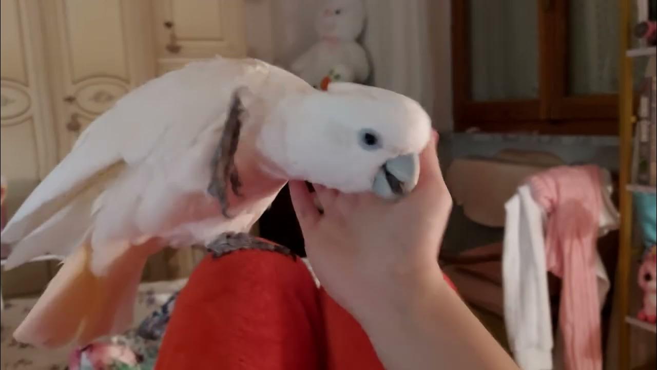 Fiocco Cockatoo wants Cuddles 🌟 ️ - YouTube