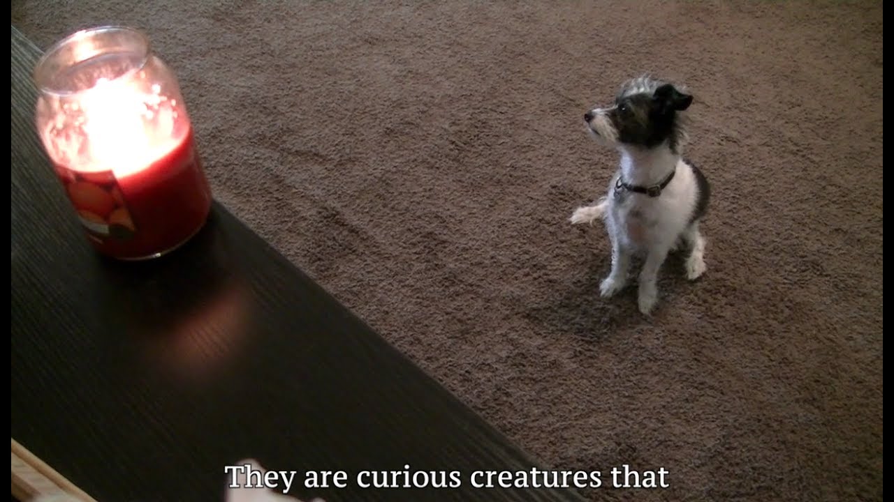 Pet Fire Safety Series: Open Flames - YouTube