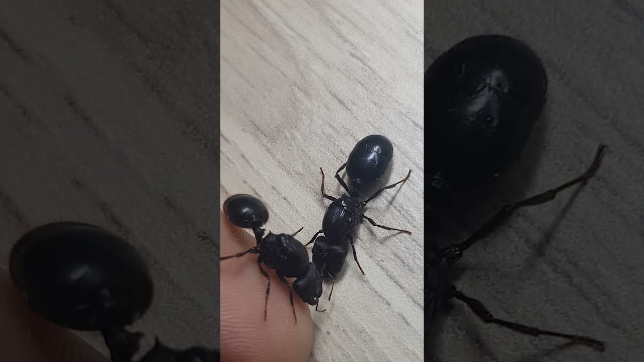 Carebara diversa ( queen size to my finger) | All for Ants - YouTube
