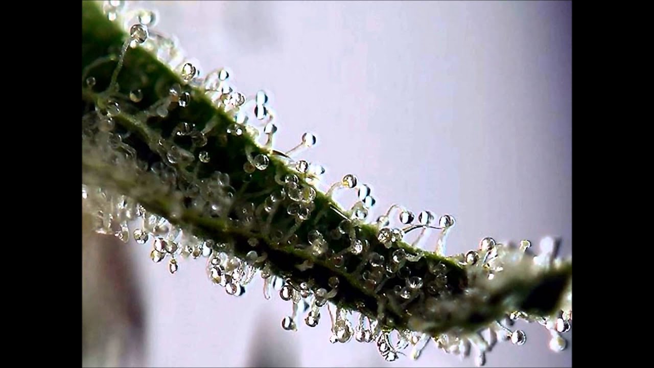 The Mango Marijuana Effect: Increase Your High with Fruit - YouTube