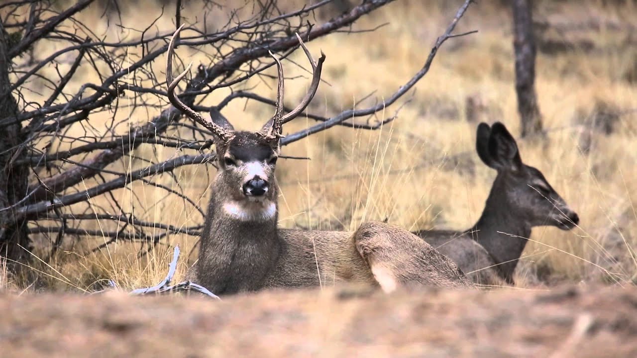 Freaky non typical mule deer buck - YouTube