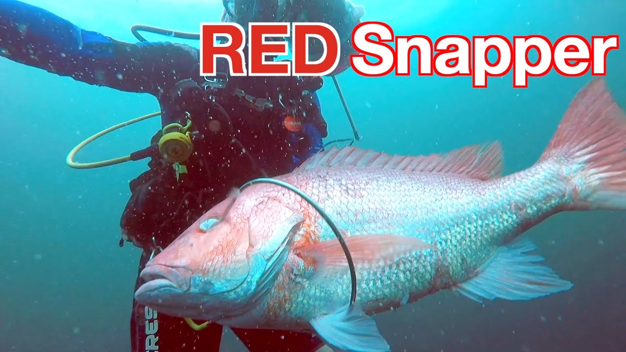 Red Snapper Spearfishing plus Lionfish & Lobsters - Destin, Florida ...