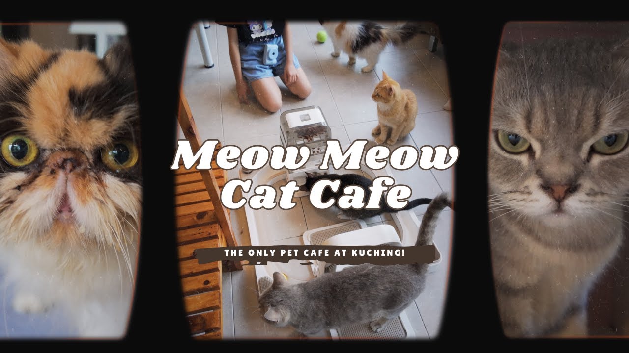 Visiting Kuching’s Only Pet Cafe! 🐾 Meow Meow Cat Cafe Experience - YouTube