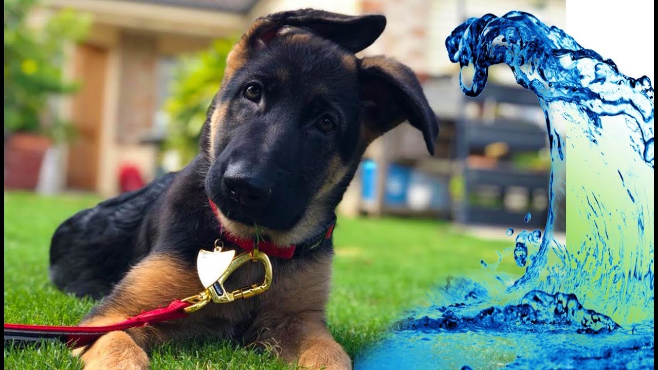 German Shepherd Puppy PLAYING IN DOG POOL! - YouTube