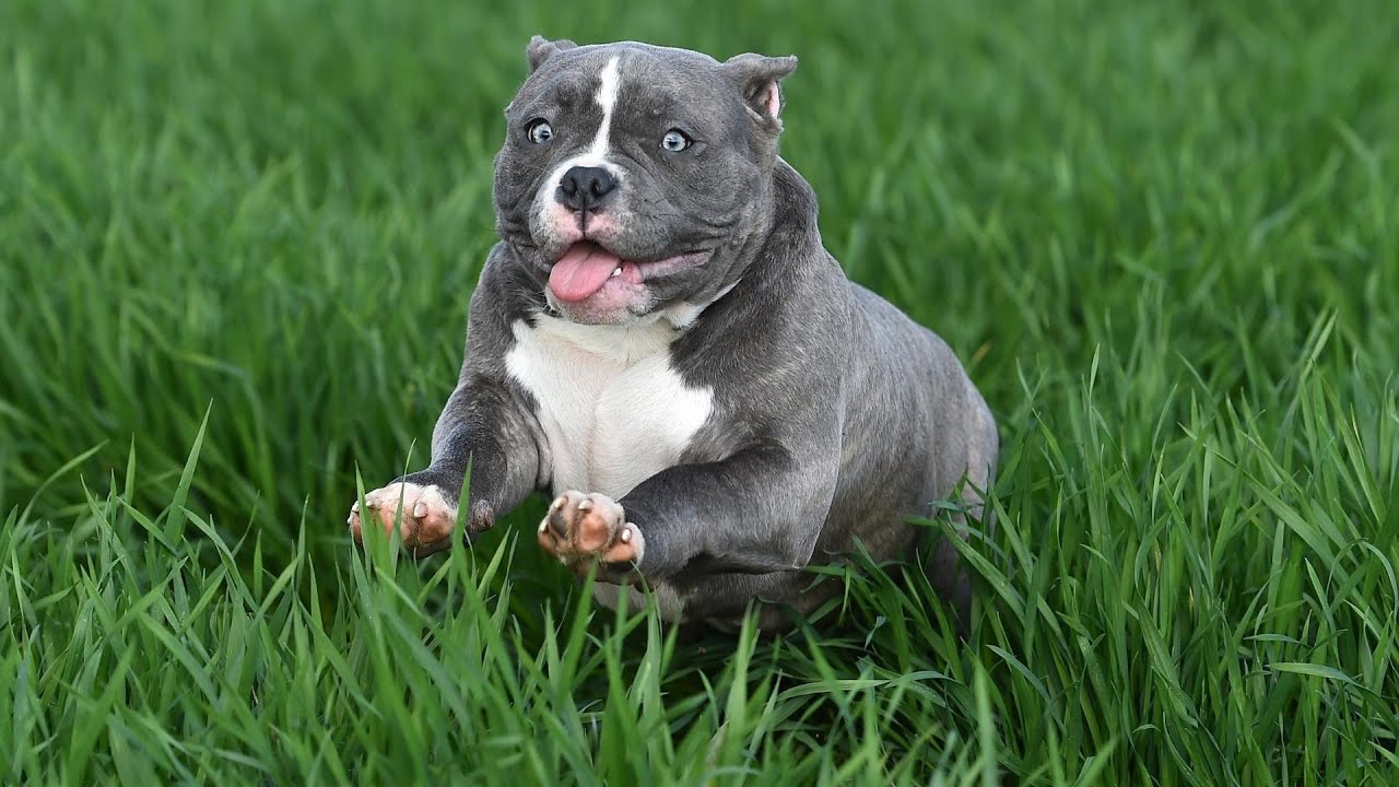 American Bully: Participating in Bully Breed Competitions - YouTube
