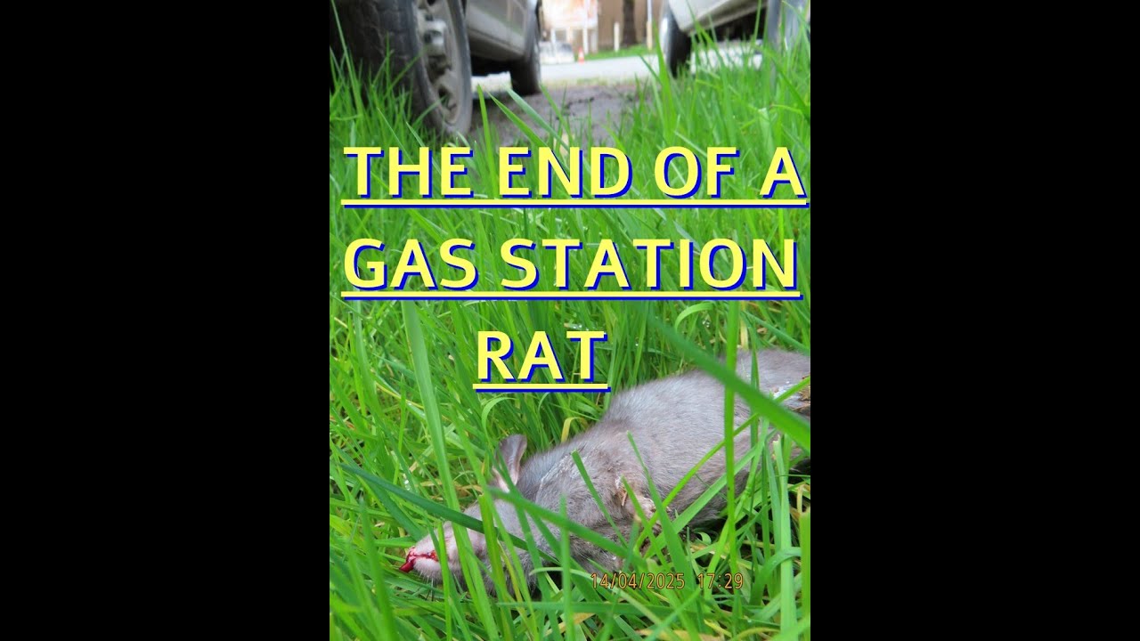 The Rat Trapper. My Most-Productive Rat Trap Scores Again And Slams A ...