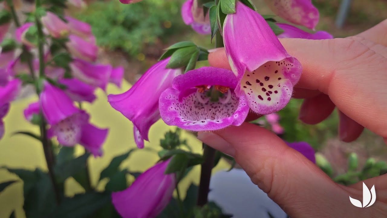 La digitale : plante vivace bisannuelle - Truffaut - YouTube