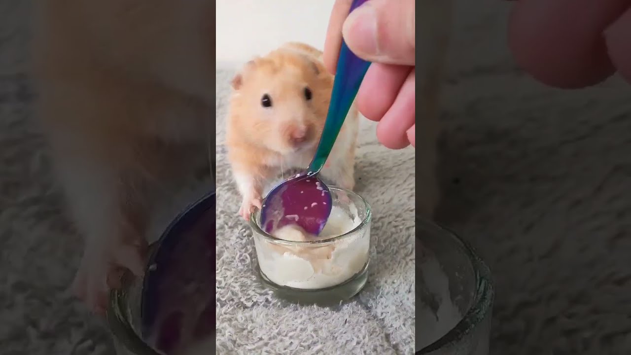 Making Cake for Hamsters! - Easy Hamster-Safe Birthday Cake Recipe ...