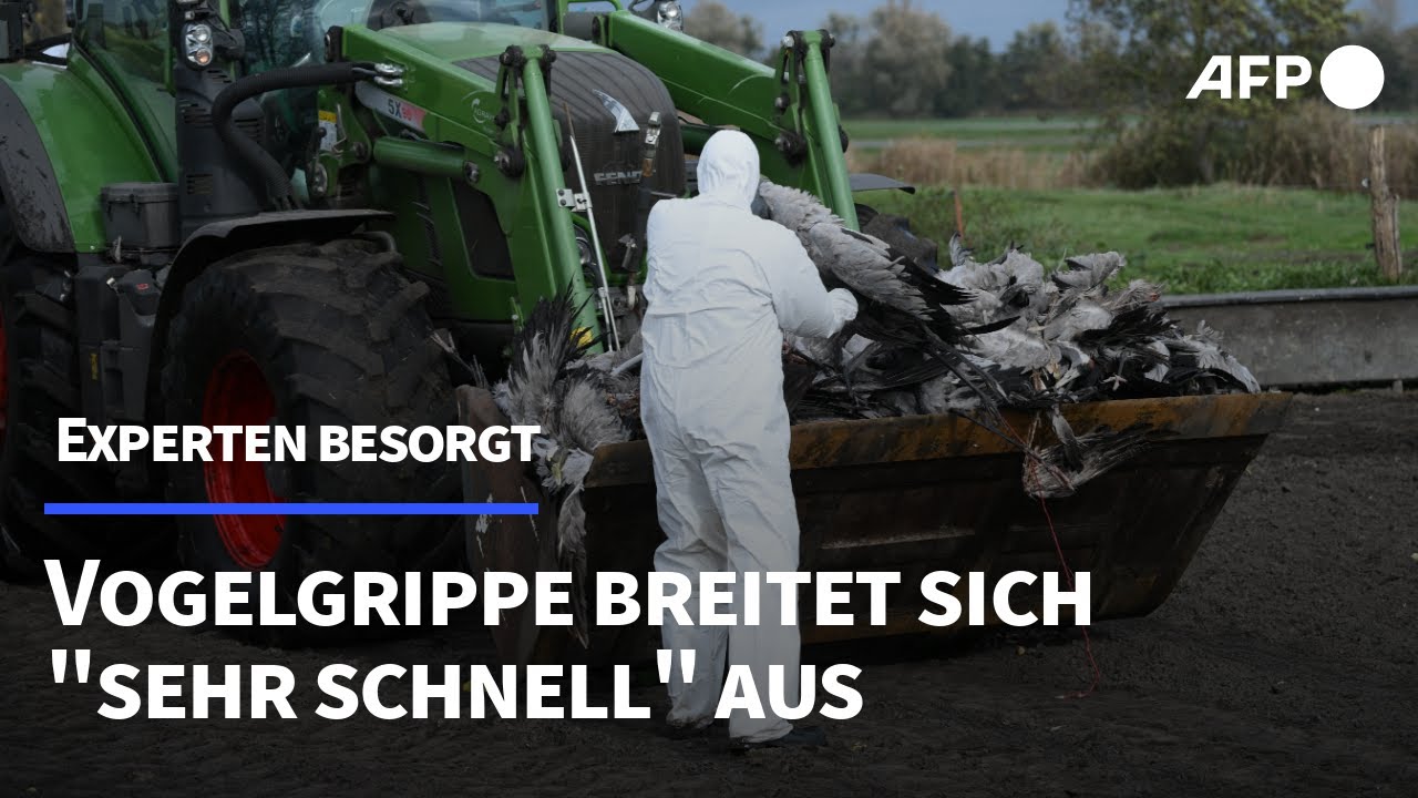 Vogelgrippe breitet sich "sehr schnell" aus – Experten besorgt | AFP ...