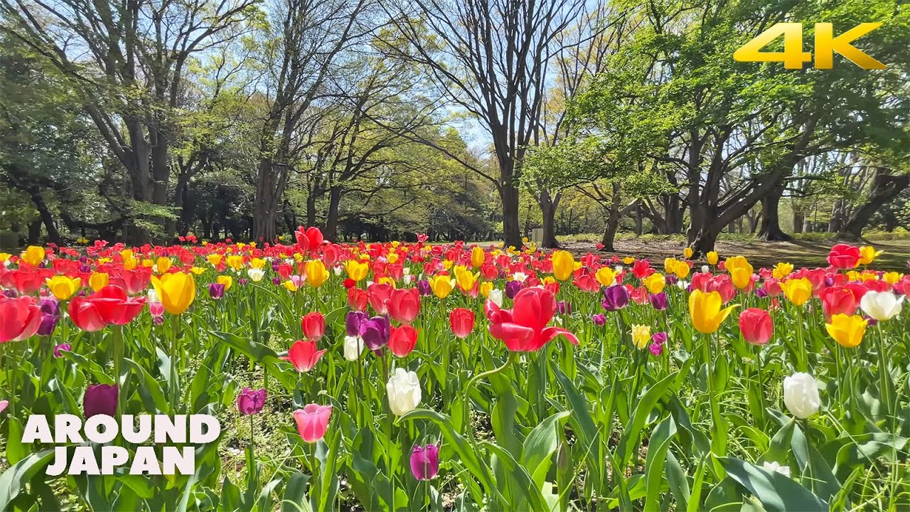 🇯🇵 Relaxing Walk in Kinuta Park - 2022 Setagaya・4K - YouTube