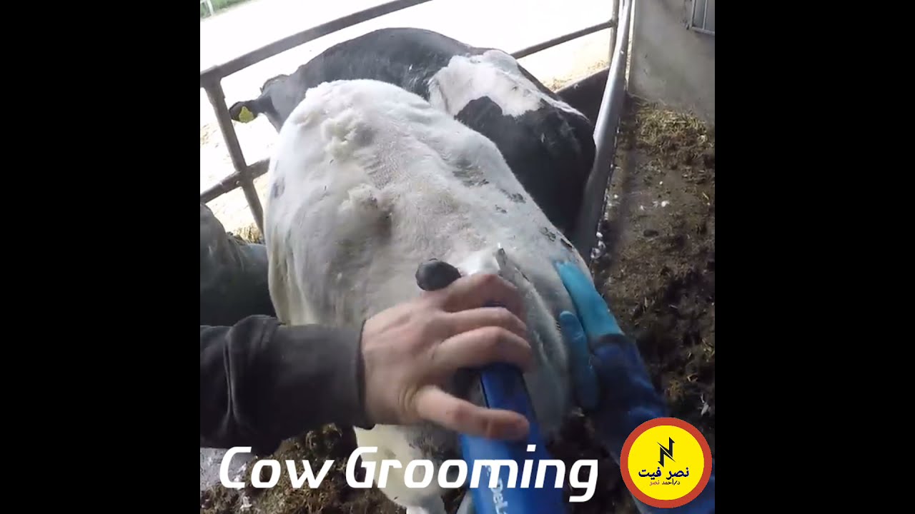 cow grooming - YouTube