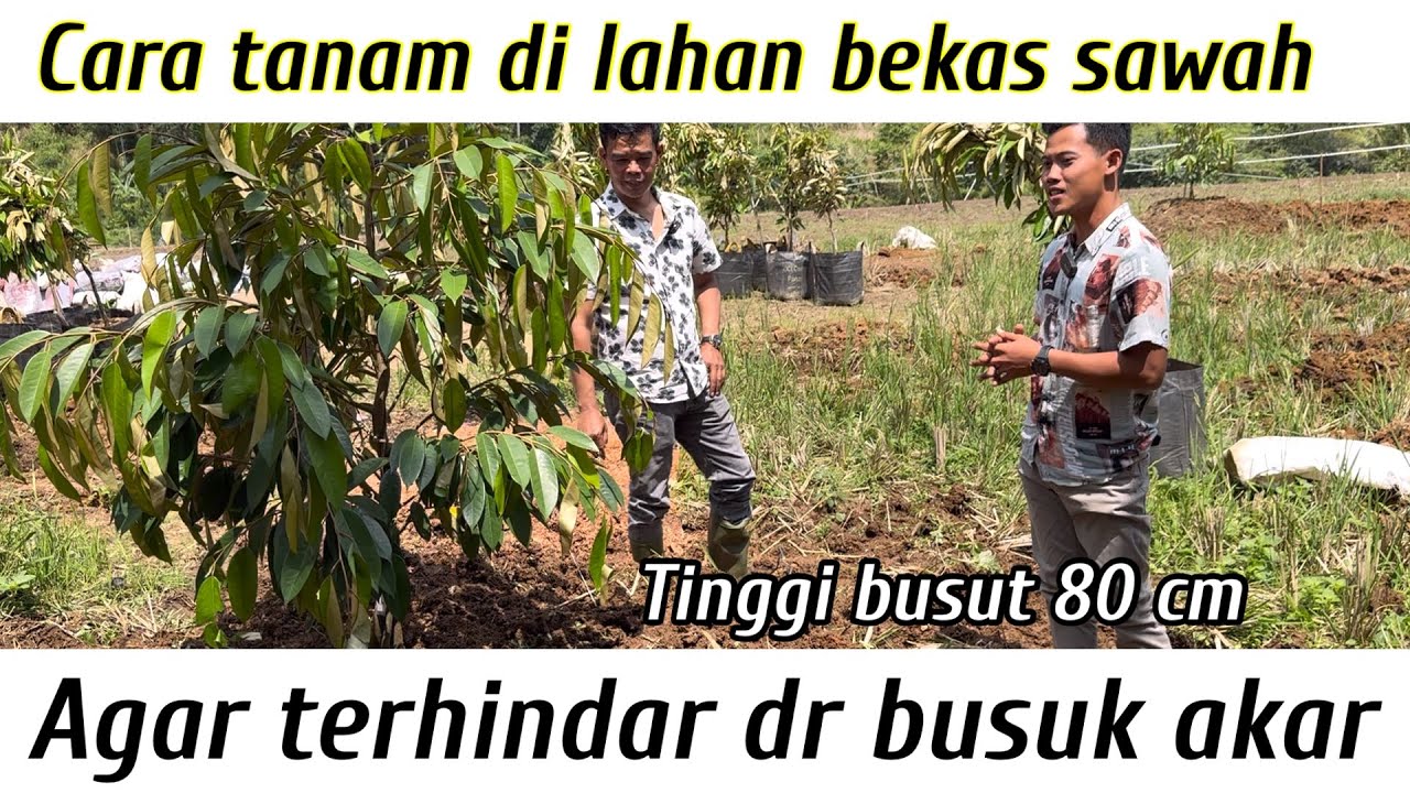 PENANAMAN SISTEM BUSUT TINGGI 80cm DI LAHAN BEKAS SAWAH - YouTube