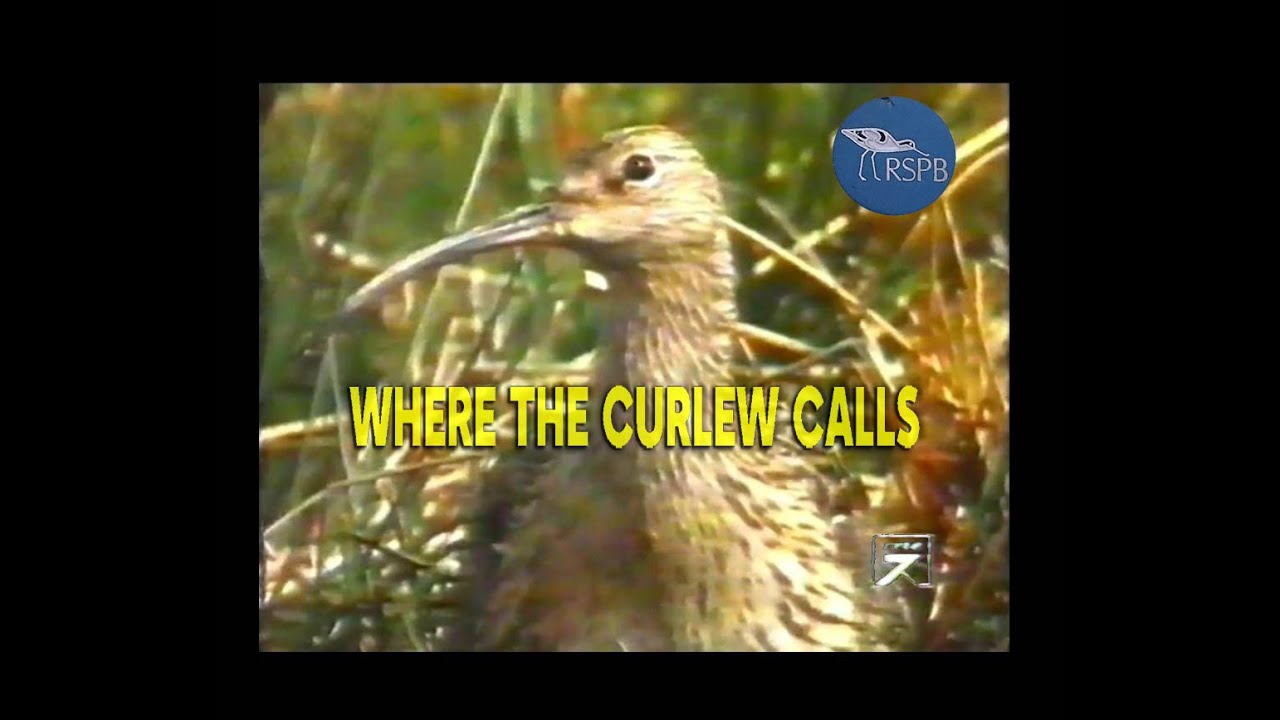 RSPB: where the curlew calls "chiurlo maggiore..., Contea North ...
