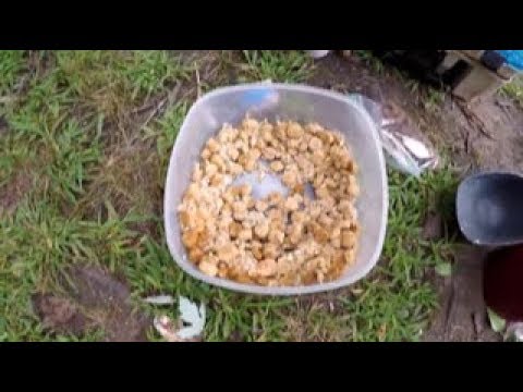 DOG FOOD FOR CARP BAIT?! (The River Pt. 2) - YouTube