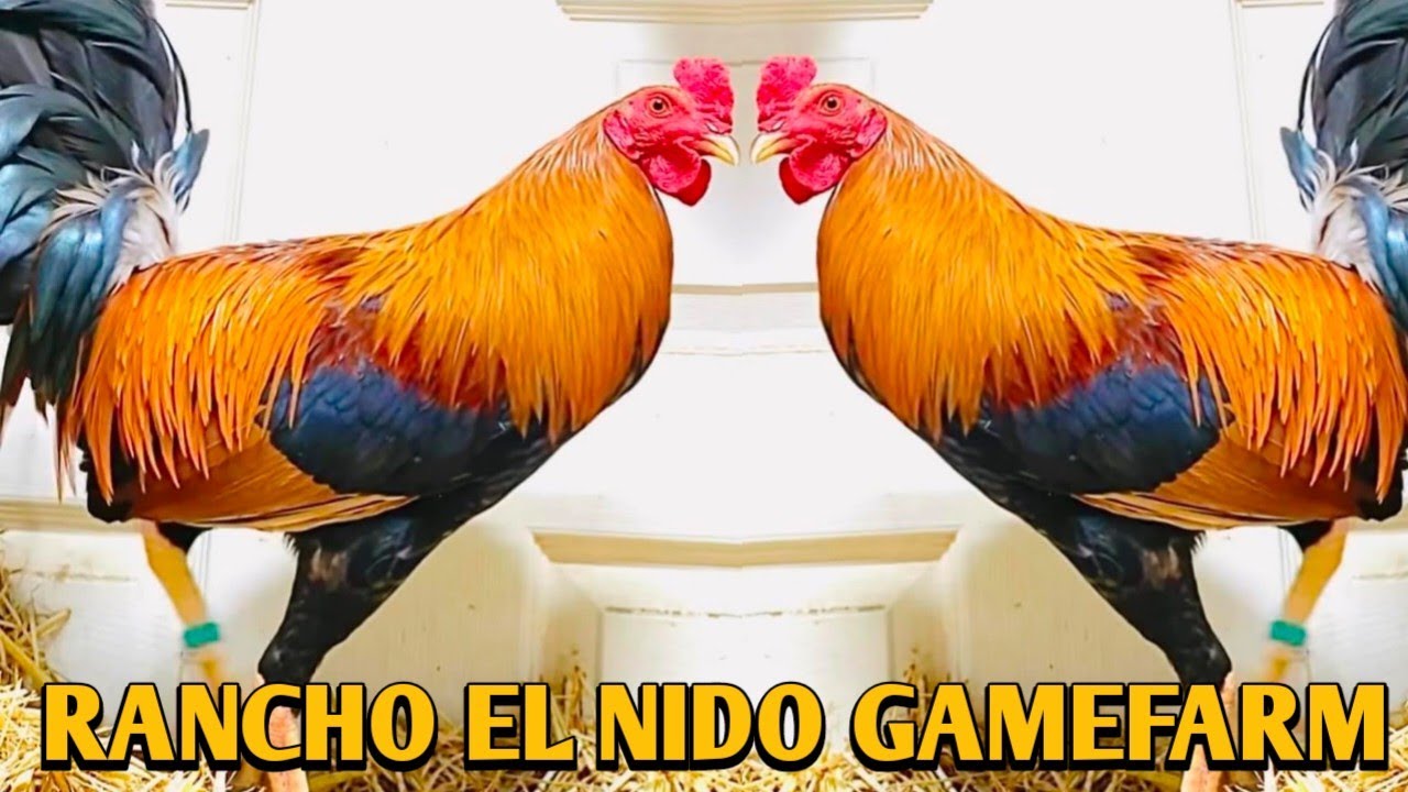 Sweater Grey Yellow leg hatch - RANCHO EL NIDO FARM - YouTube