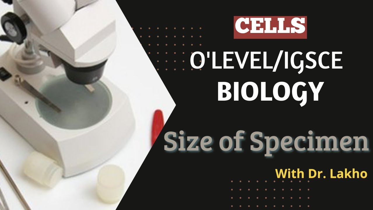 Size of Specimen | O' Level/IGCSE Biology | Biology with Dr. Lakho ...