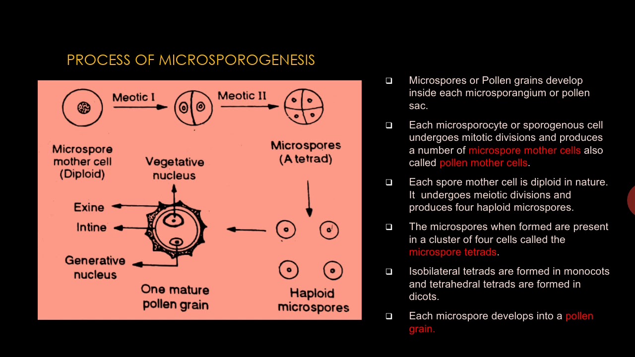 SEXUAL REPRODUCTION IN FLOWERING PLANTS (MICROSPOROGENESIS) - YouTube
