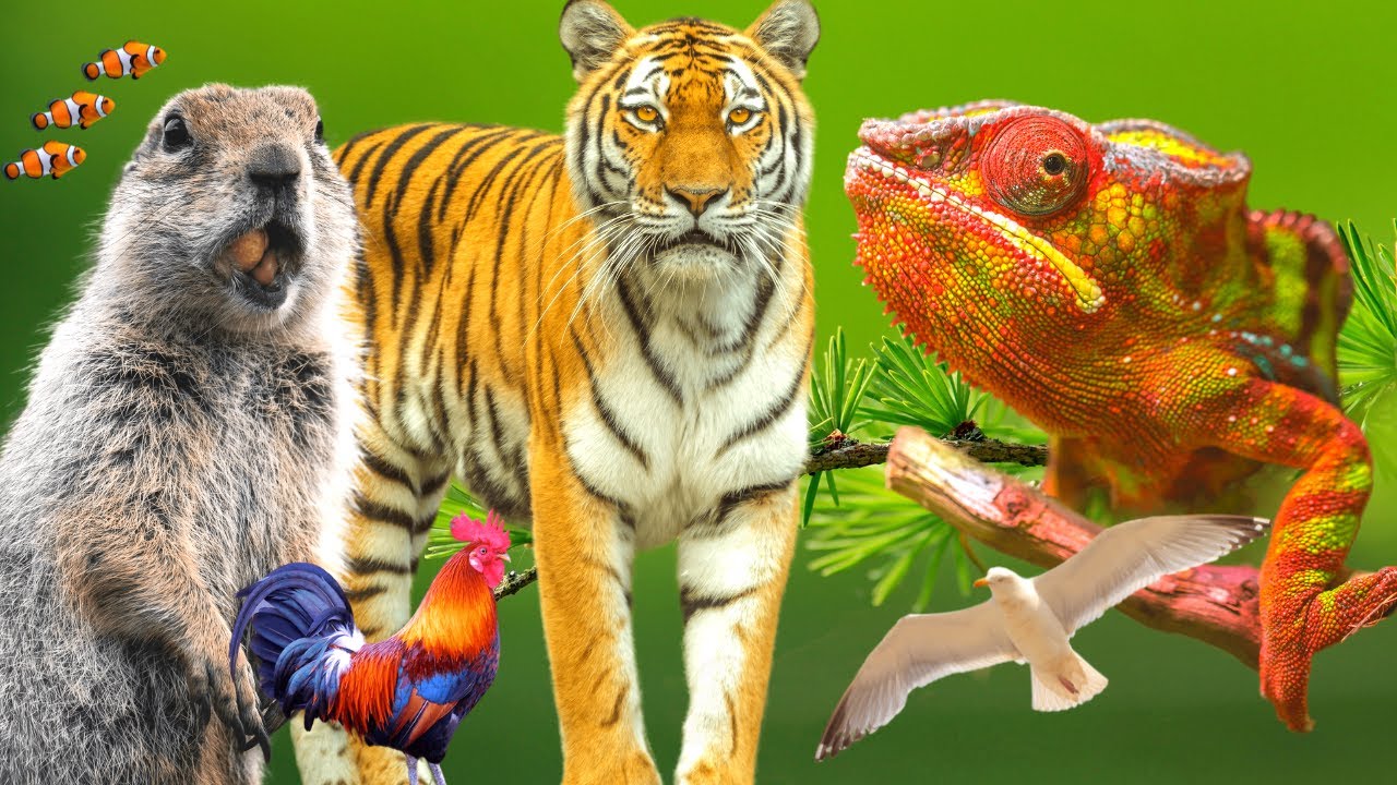 Funny Animal Sounds and Moments: Dog, monkey, cat, elephant, tiger ...