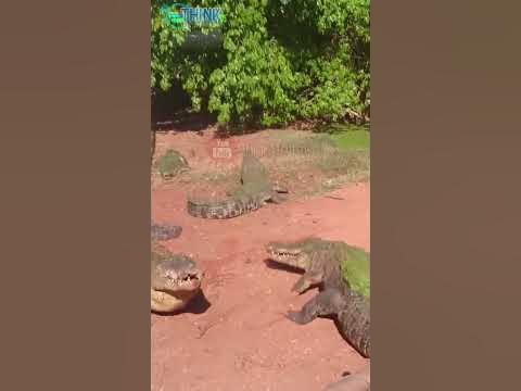 Crocodile Cannibalism Bites Other Foot #animals - YouTube