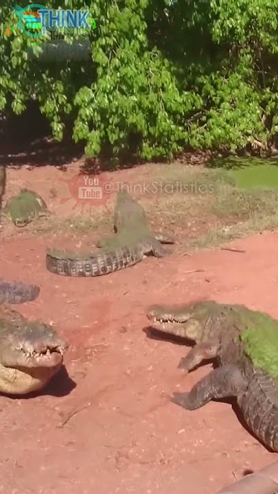 Crocodile Cannibalism Bites Other Foot #animals - YouTube