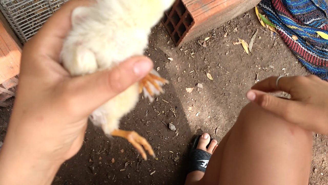 Como saber si tú pollito es hembra o macho ?? - YouTube