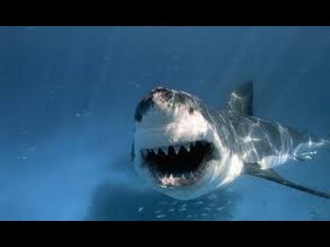 Great White Sharks - Nantucket- Part 14 - YouTube